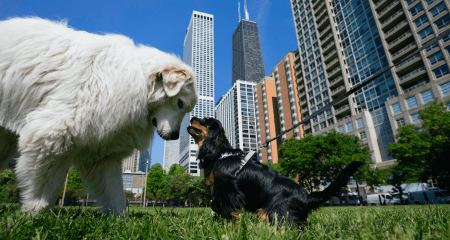 Chicago amica dei cani | Barks & Recreation | Enjoy Illinois